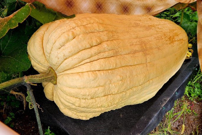 Gigantic gourd smashes record for world's heaviest butternut squash ...