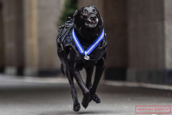 Retired US Secret Service K9 earns record title after defending the ...