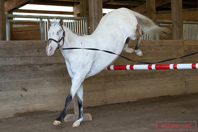 Endo the Blind: Horse without eyes achieves three records | Guinness ...