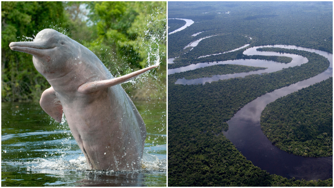 Ocho increíbles récords del Río Amazonas | Guinness World Records