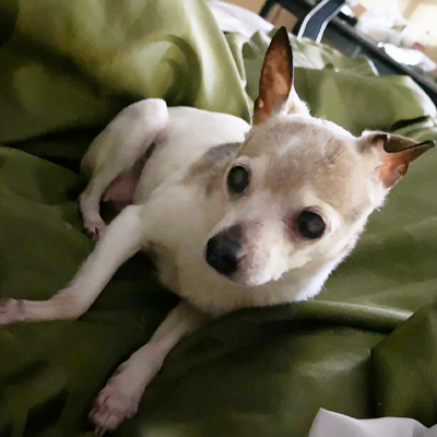 World’s oldest dog living confirmed as 22-year-old Toy Fox Terrier ...