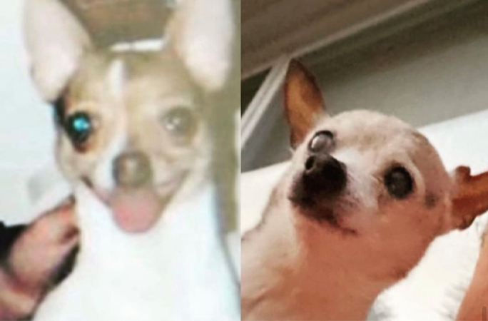 World’s oldest dog living confirmed as 22-year-old Toy Fox Terrier ...