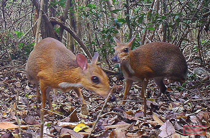Eight species that have been rediscovered after decades lost | Guinness ...