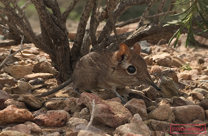 Eight species that have been rediscovered after decades lost | Guinness ...