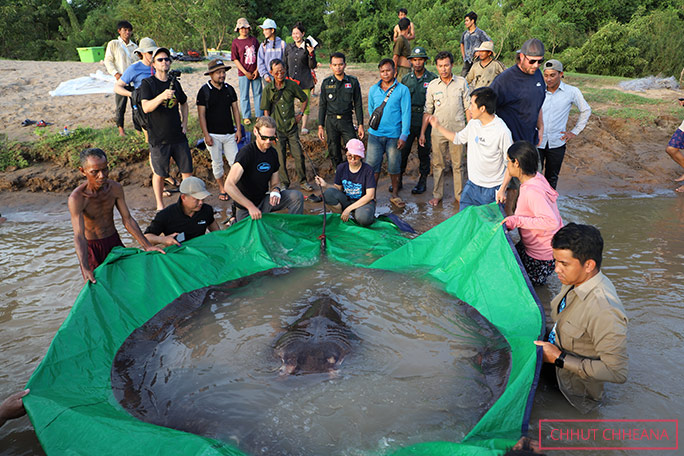 Record-breaking ray confirmed as world’s largest freshwater fish ...