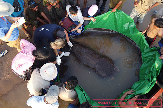 Record-breaking ray confirmed as world’s largest freshwater fish ...