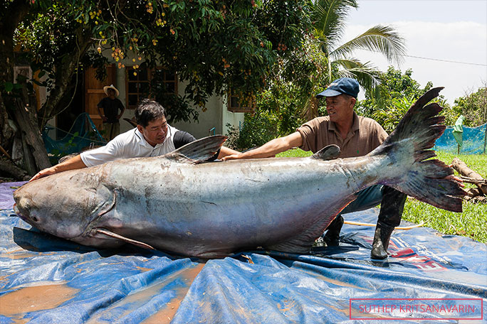 Record-breaking ray confirmed as world’s largest freshwater fish ...