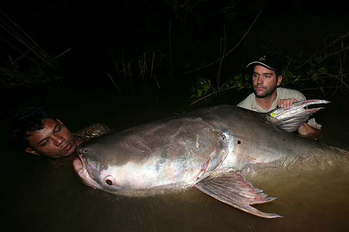 Record-breaking ray confirmed as world’s largest freshwater fish ...