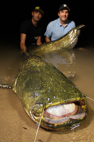 Record-breaking ray confirmed as world’s largest freshwater fish ...