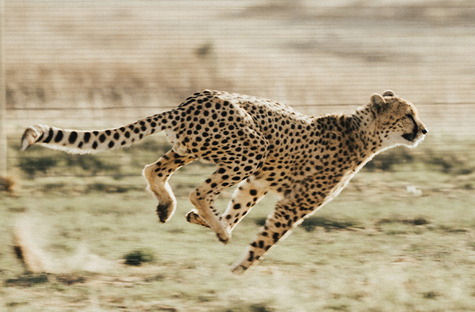 10 of the fastest things ever and how they compare | Guinness World Records