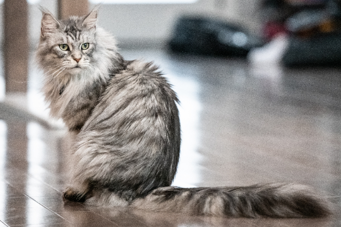 World’s tallest living domestic cat confirmed as Fenrir the Savannah ...