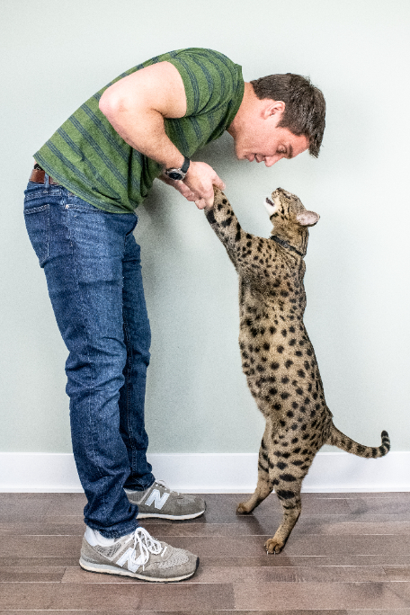 World’s tallest living domestic cat confirmed as Fenrir the Savannah ...