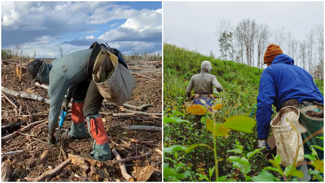 Canadian man fights climate change by planting 23,000 trees in 24 hours