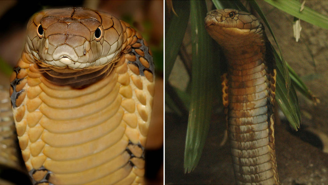 Tragic tale of the longest venomous snake that became a victim of war