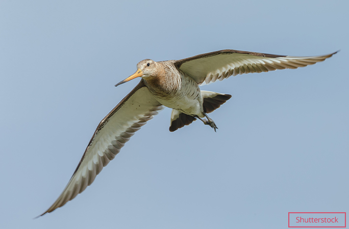 The record-breaking bird that flew from Alaska to Australia without ...