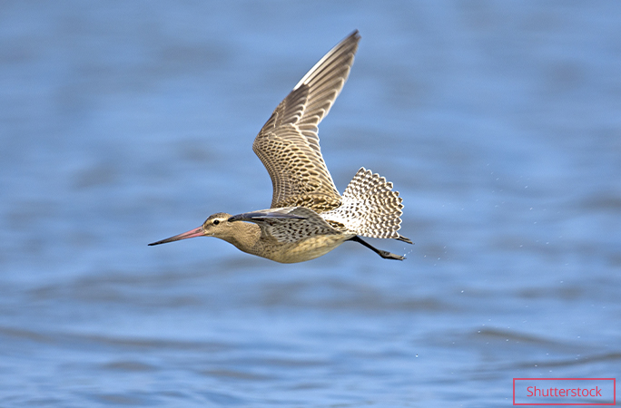 The record-breaking bird that flew from Alaska to Australia without ...