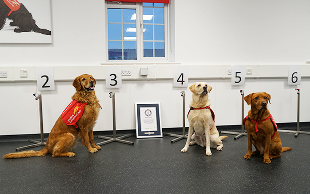 Meet the record-breaking dogs that can smell COVID-19, cancer and PoTS ...