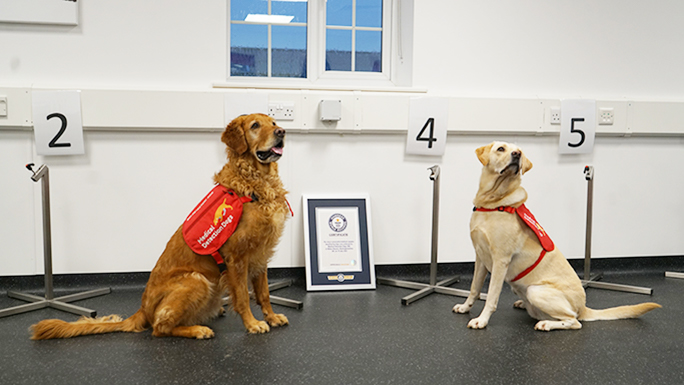 Meet the record-breaking dogs that can smell COVID-19, cancer and PoTS ...