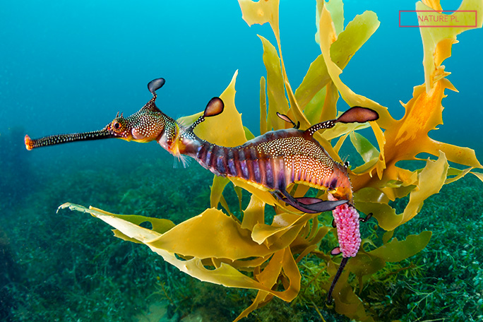 Majestic marine creatures: the amazing size of the largest seadragon ...