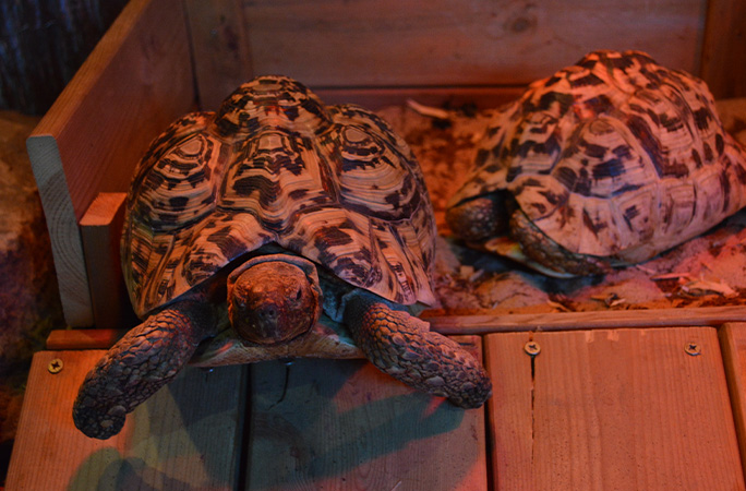 World’s fastest tortoise Bertie now a dad-of-two who’s passed down his ...