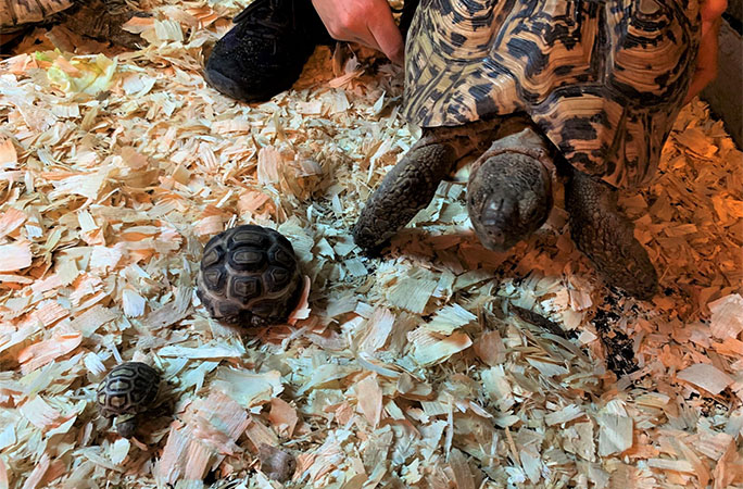 World’s fastest tortoise Bertie now a dad-of-two who’s passed down his ...