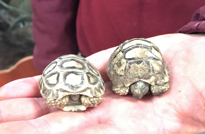 World’s fastest tortoise Bertie now a dad-of-two who’s passed down his ...