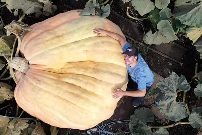 Good gourd! American pumpkin as heavy as two cows squashes all past ...