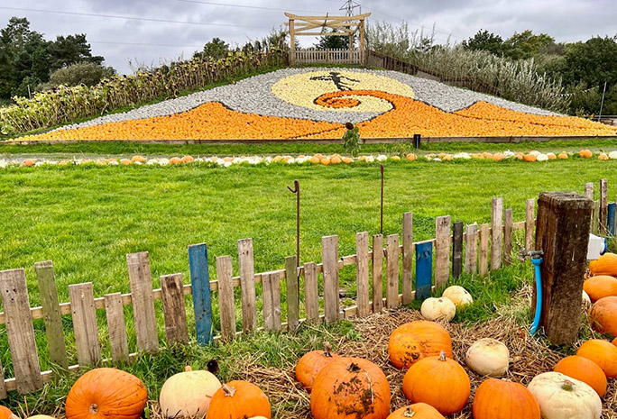 Farm celebrates Halloween with giant Jack Skellington pumpkin mosaic ...