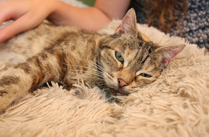 'My cat purrs louder than the TV': Noisy Bella claims loudest purr ...