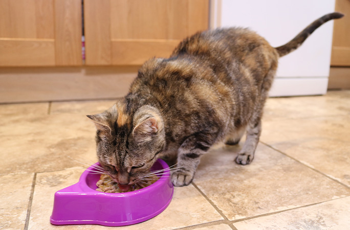 'My cat purrs louder than the TV': Noisy Bella claims loudest purr ...