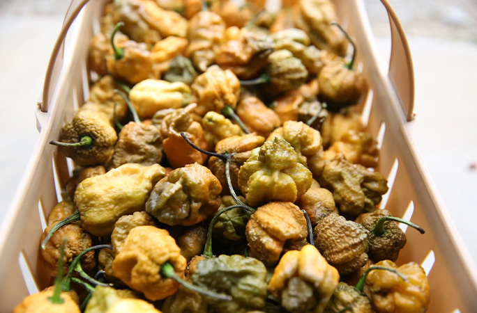 Pepper X dethrones Carolina Reaper as world’s hottest chilli pepper ...