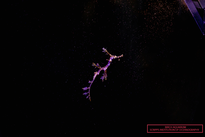 Majestic marine creatures: the amazing size of the largest seadragon ...