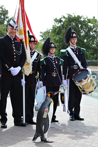 World's highest-ranking penguin Sir Nils Olav promoted to Major General ...