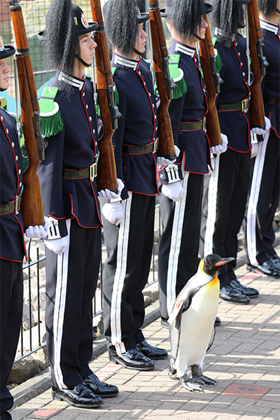 World's highest-ranking penguin Sir Nils Olav promoted to Major General ...