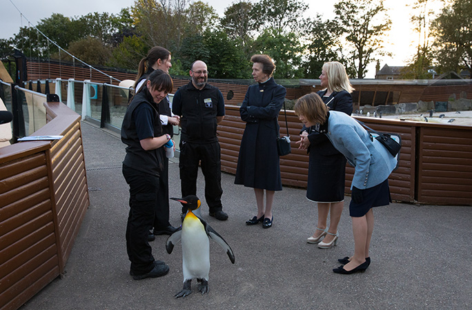 World's highest-ranking penguin Sir Nils Olav promoted to Major General ...