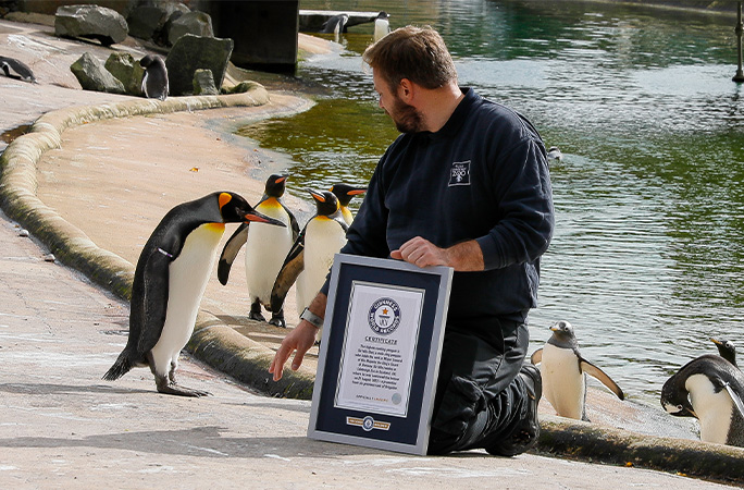 World's highest-ranking penguin Sir Nils Olav promoted to Major General ...