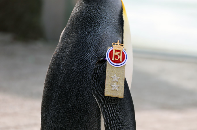 World's highest-ranking penguin Sir Nils Olav promoted to Major General ...