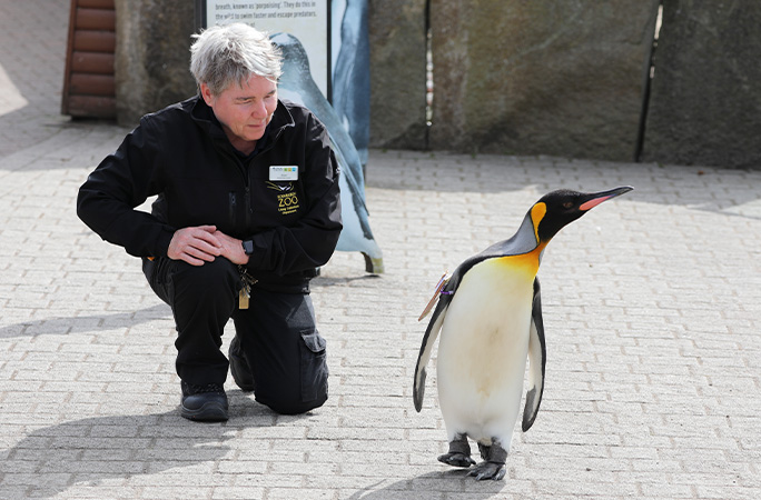 World's highest-ranking penguin Sir Nils Olav promoted to Major General ...