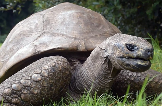 World’s oldest living land animal, Jonathan, turns 191 years old ...