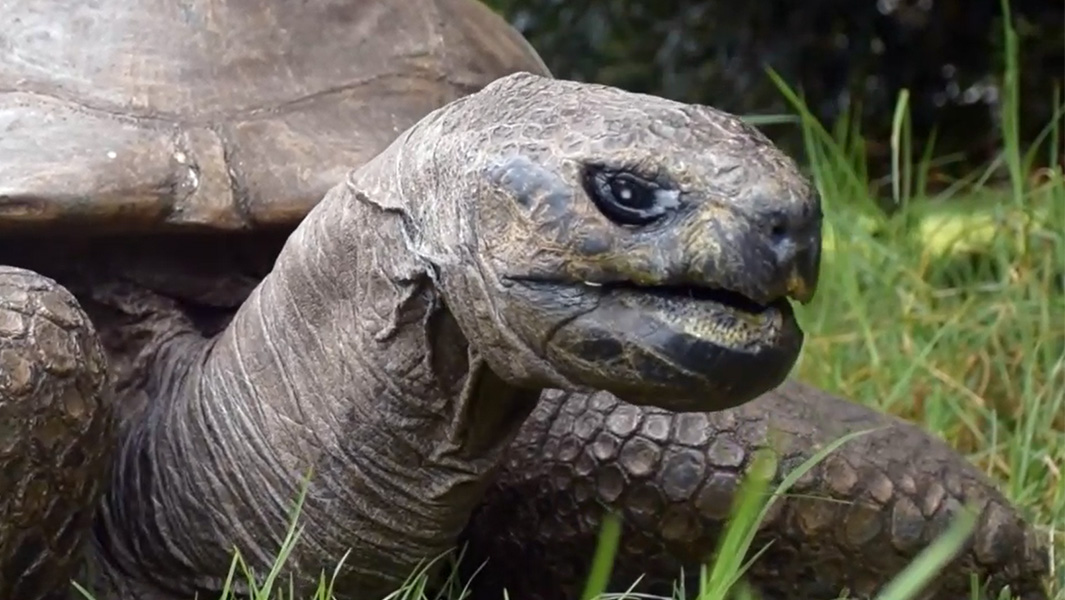 Oldest Animal