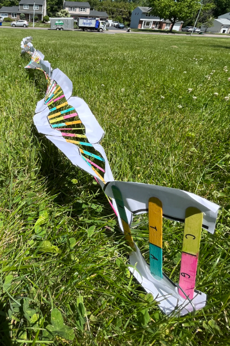 Pennsylvania students put their DNA together to create longest double ...