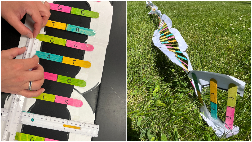 Pennsylvania students put their DNA together to create longest double ...