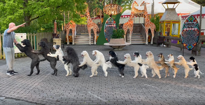 Dad breaks daughter’s record with remarkable 14-dog conga line ...