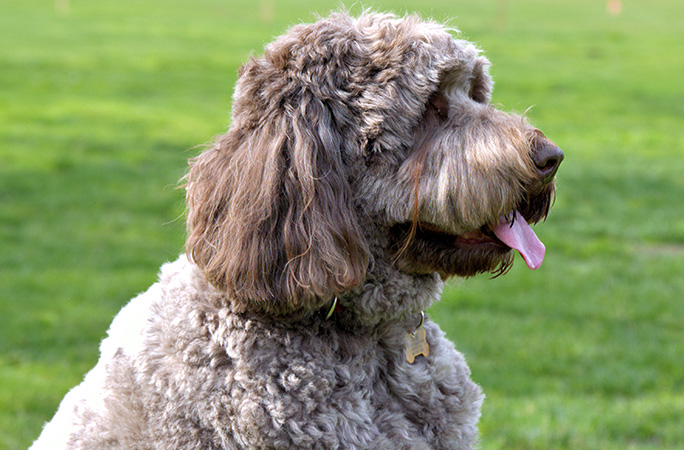 Newfypoo breaks historic record with longest eyelash on a dog ever ...
