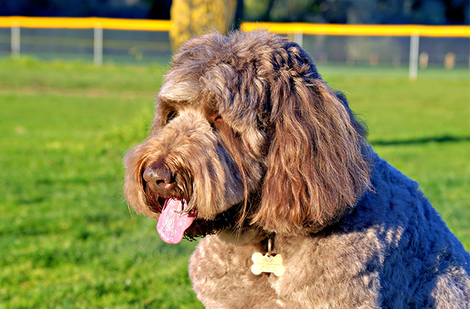 Newfypoo breaks historic record with longest eyelash on a dog ever ...