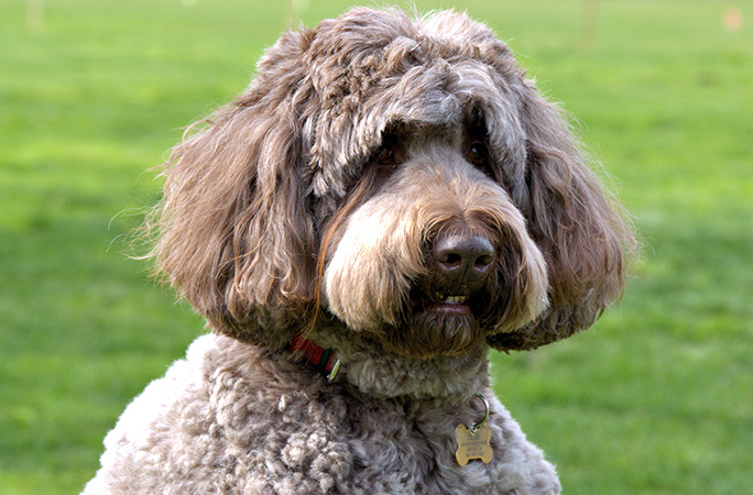 Newfypoo breaks historic record with longest eyelash on a dog ever ...