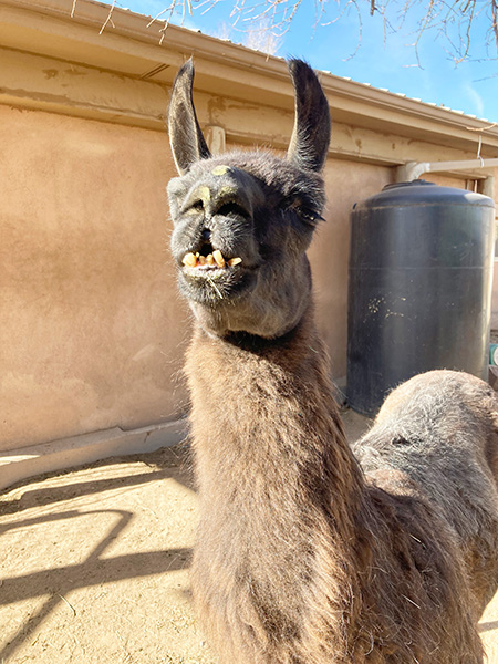 27-year-old Dalai Llama becomes oldest of his species EVER | Guinness ...