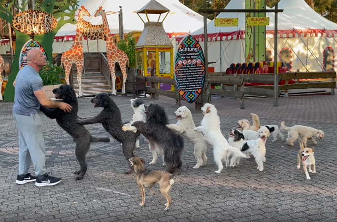 Dad breaks daughter’s record with remarkable 14-dog conga line ...