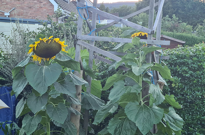 Sunflower head heavier than a bowling ball breaks world record ...