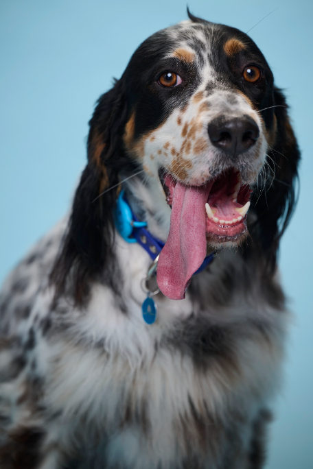 Dog with a tongue lengthier than a popsicle stick confirmed as longest ...